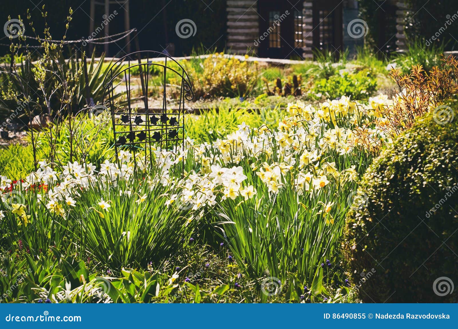 Spring and Summer Flower stock image. Image of beautiful - 86490855