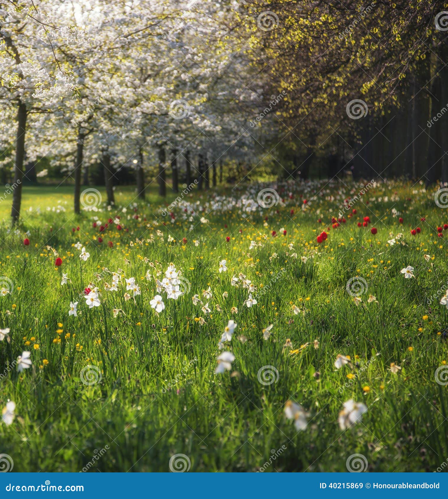 Spring Summer Flower Meadow Landscape in Dappled Sunlight Stock Image ...