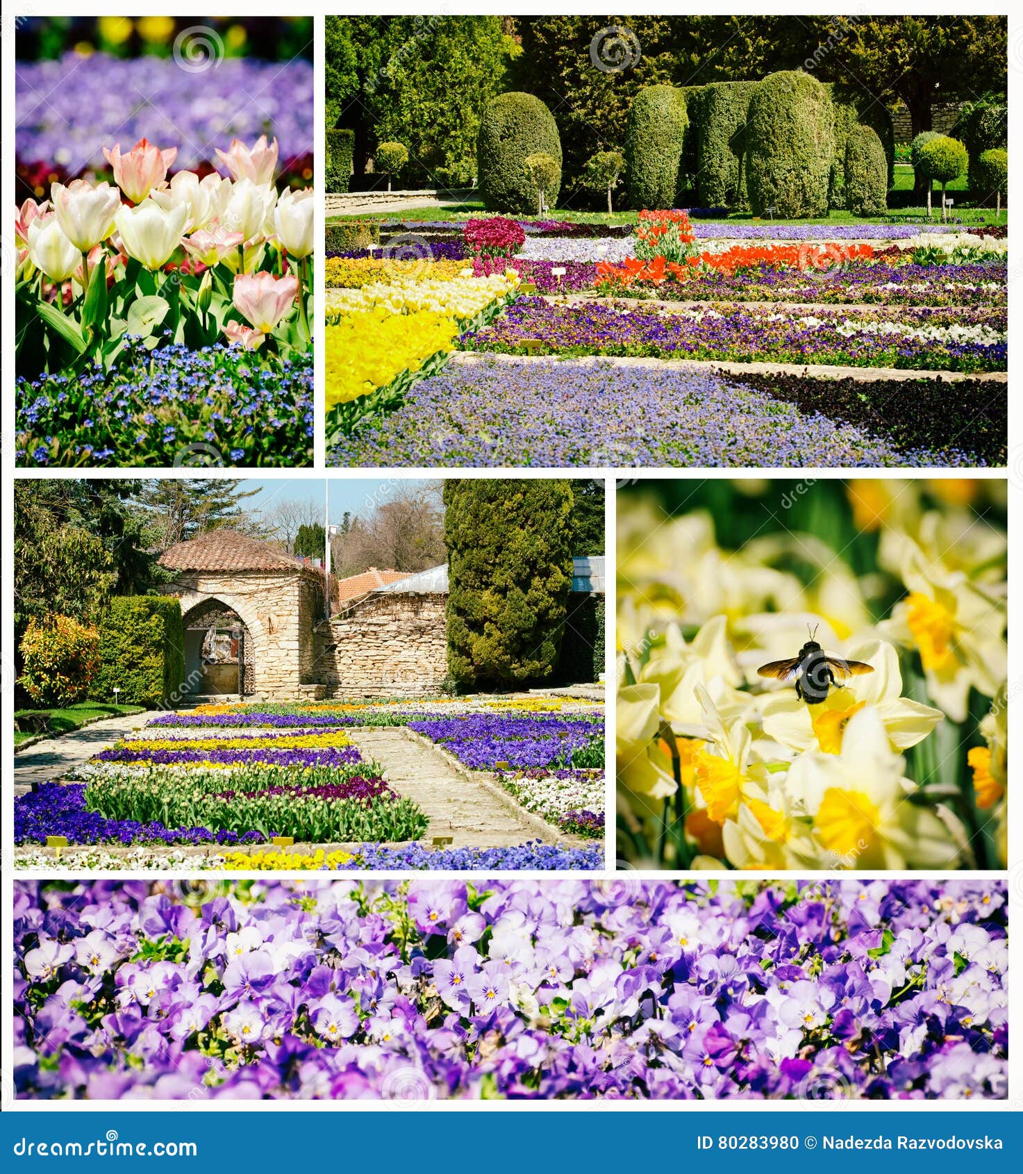 Spring or Summer Flower Set Stock Photo - Image of garden, blossom ...