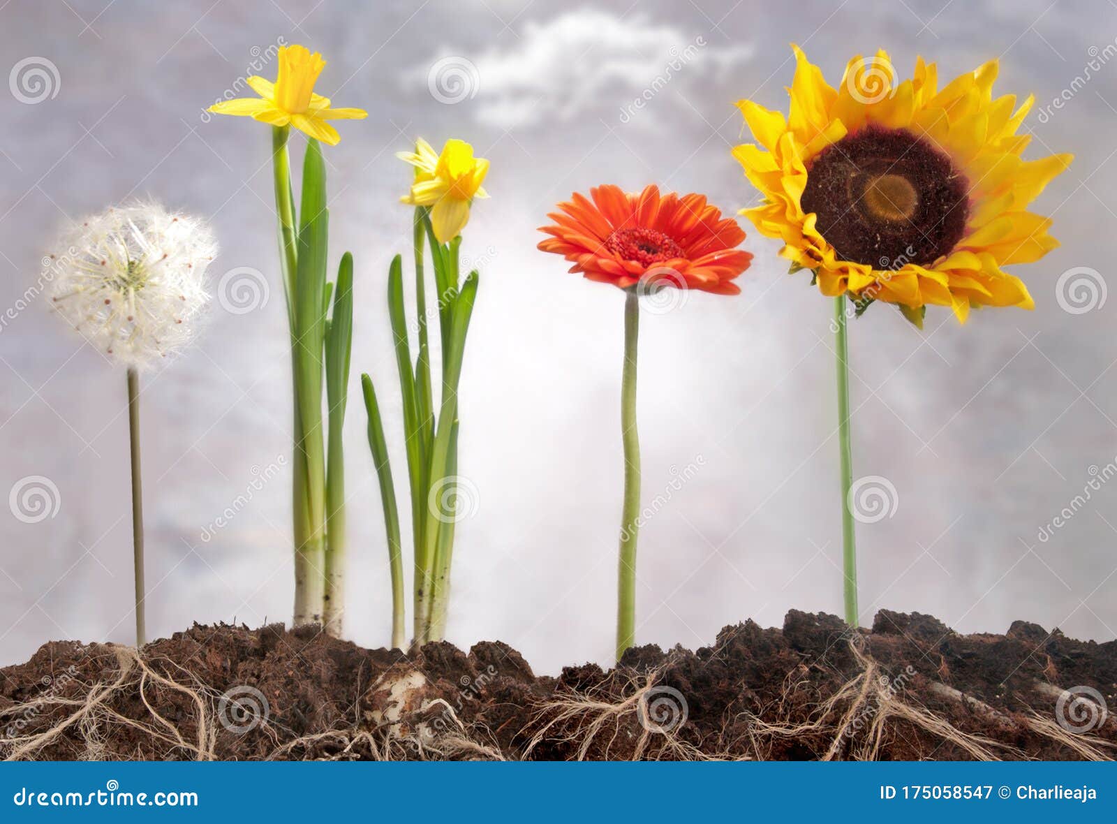 Spring Summer Flowers Growth Stock Image - Image of daisy, spring ...