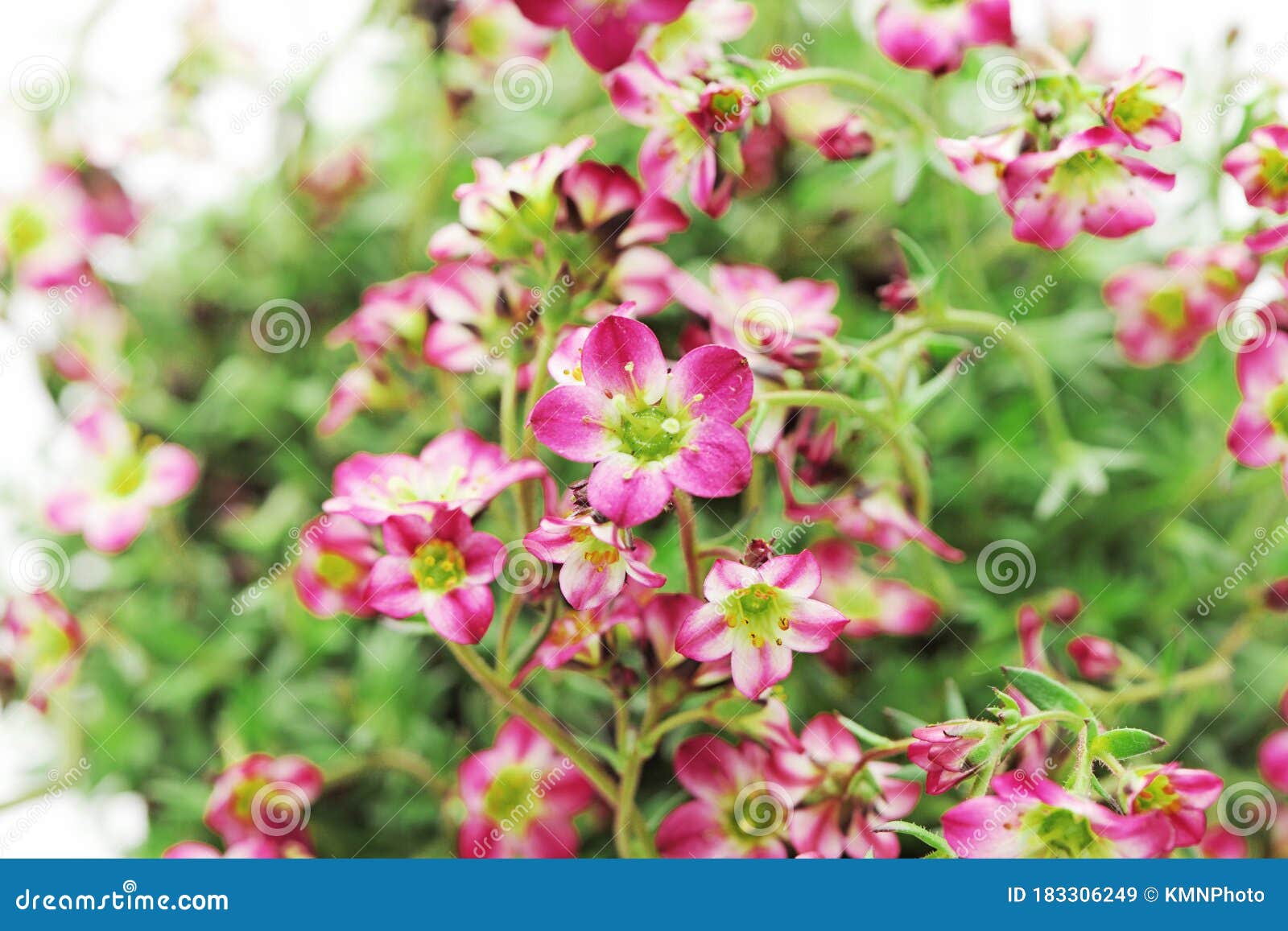 Spring summer flowers stock image. Image of springtime - 183306249