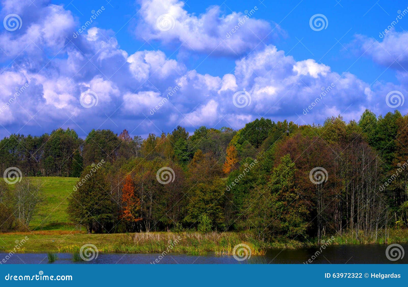 Spring Summer Forest Scenery Stock Photo - Image of activities ...