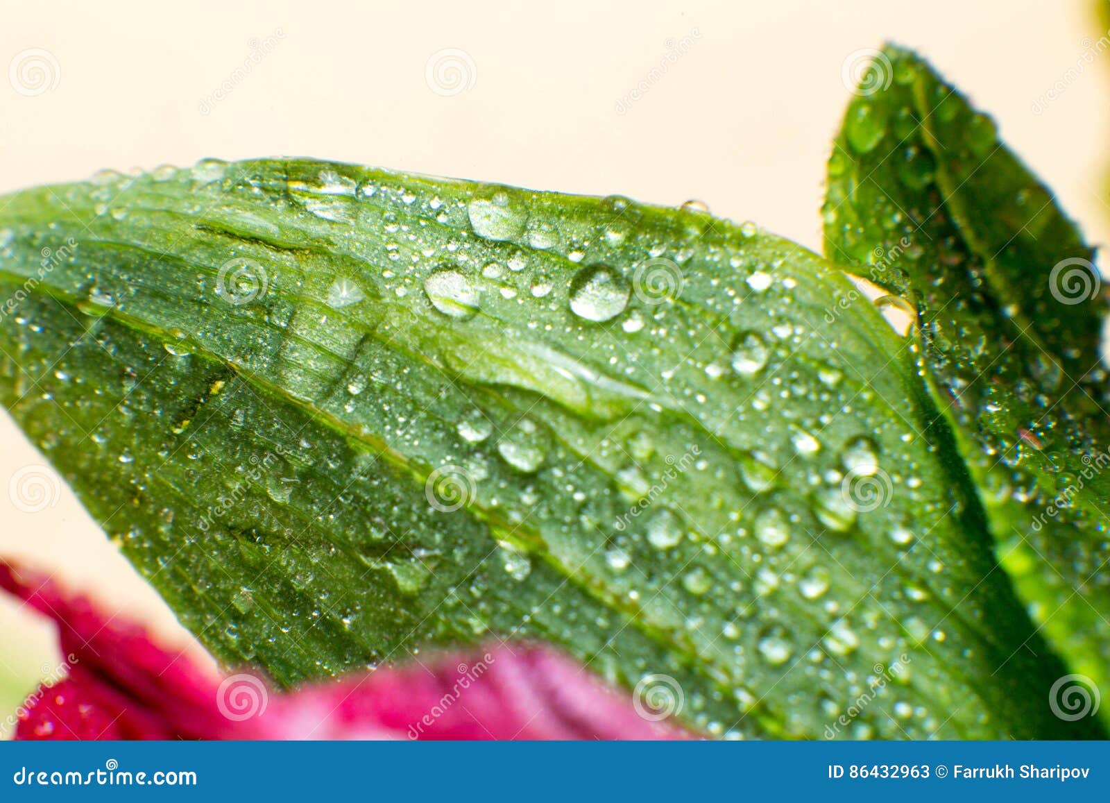 Spring and Summer Green Leafs with Waterdrops Macro Picture Stock Image ...