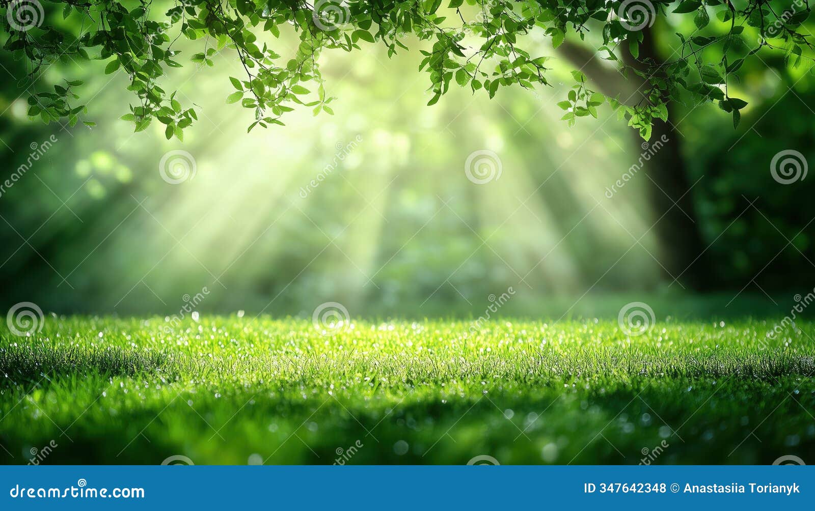 Greenery Scenes Of Ashoka Trees Under Blue Sky . Stock Photography ...