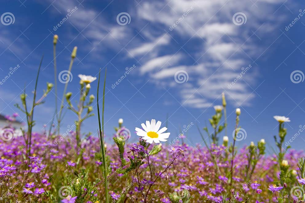 Spring Summer Happy Flower 08 Stock Photo - Image of ecological ...