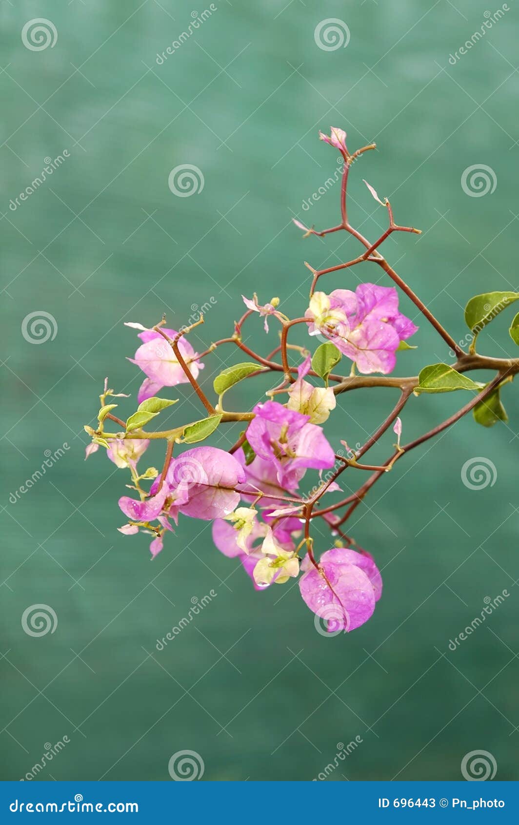 Spring Summer Happy Flower stock image. Image of beauty - 696443
