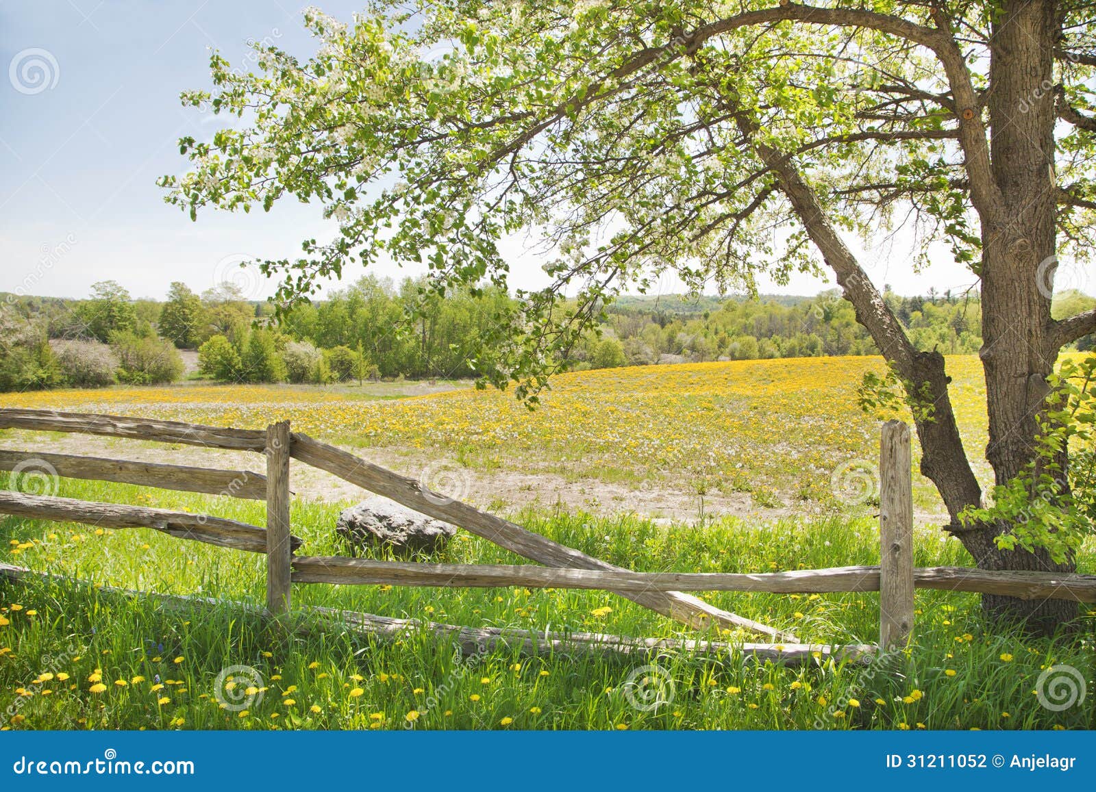 Spring or Summer Landscape. Sunny Day Stock Photo - Image of pasture ...