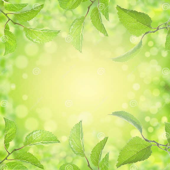 Spring Summer Leaves Background with Sun Light and Bokeh Stock Photo ...