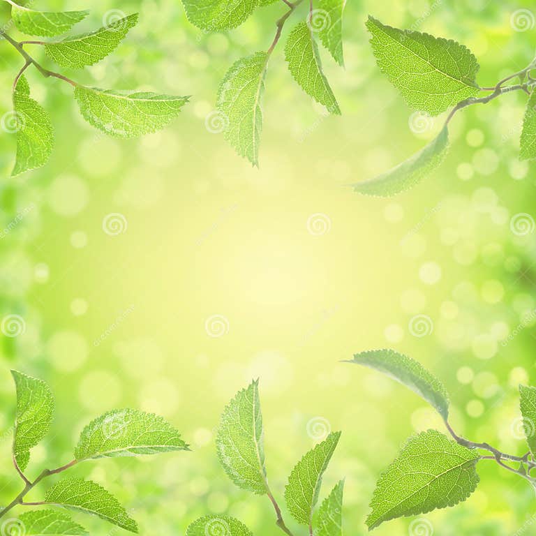Spring Summer Leaves Background with Sun Light and Bokeh Stock Photo ...