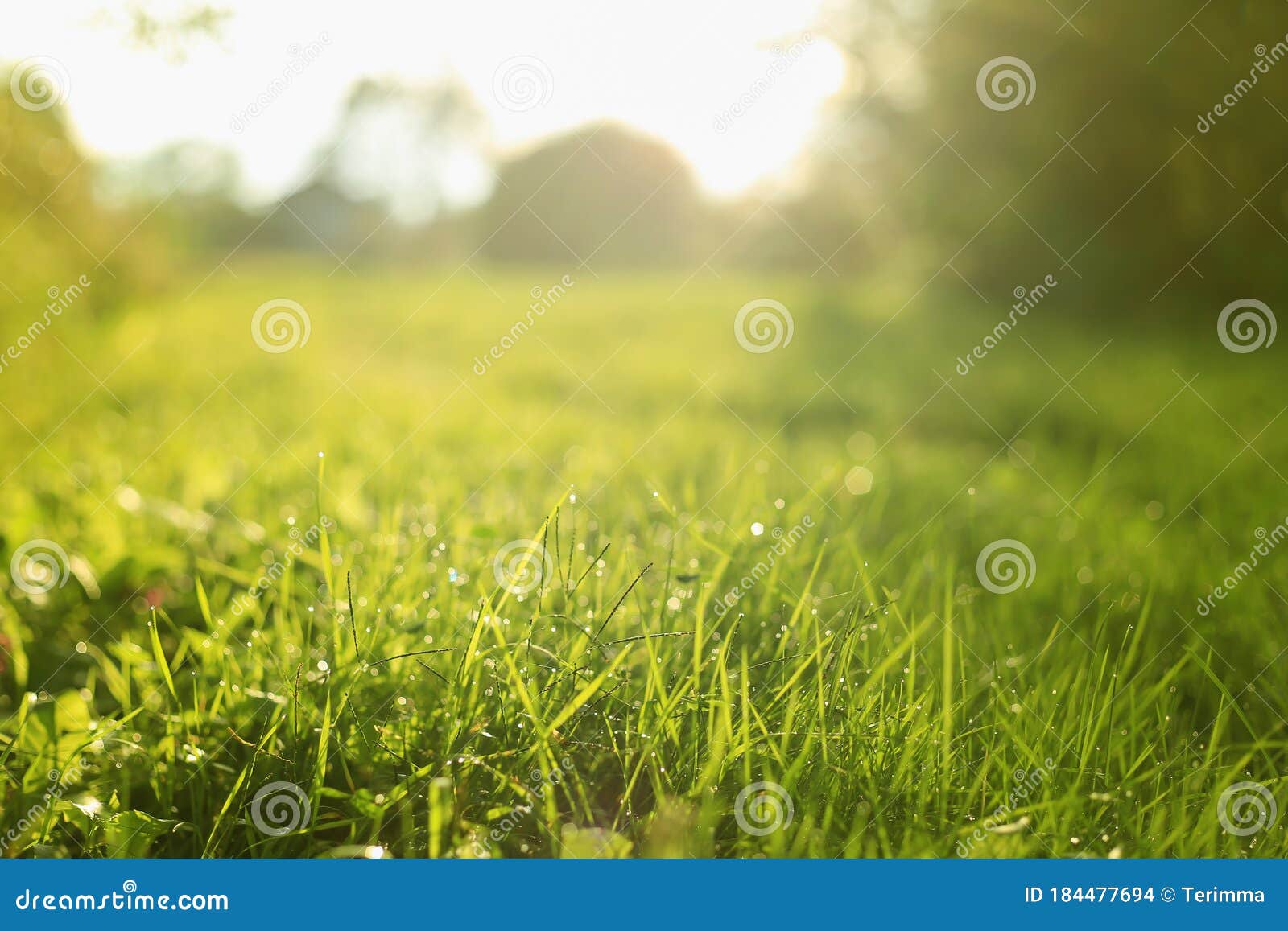 Spring or Summer Nature Background Stock Photo - Image of spring ...