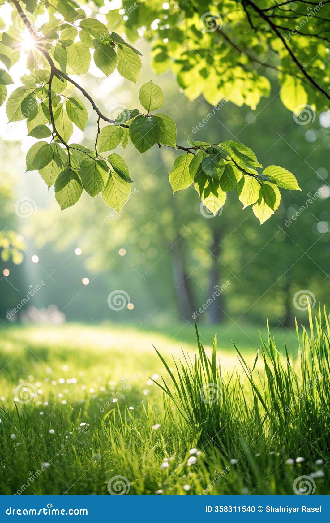 Spring Summer Nature Background with Grass, Trees, and Sun Rays Stock ...