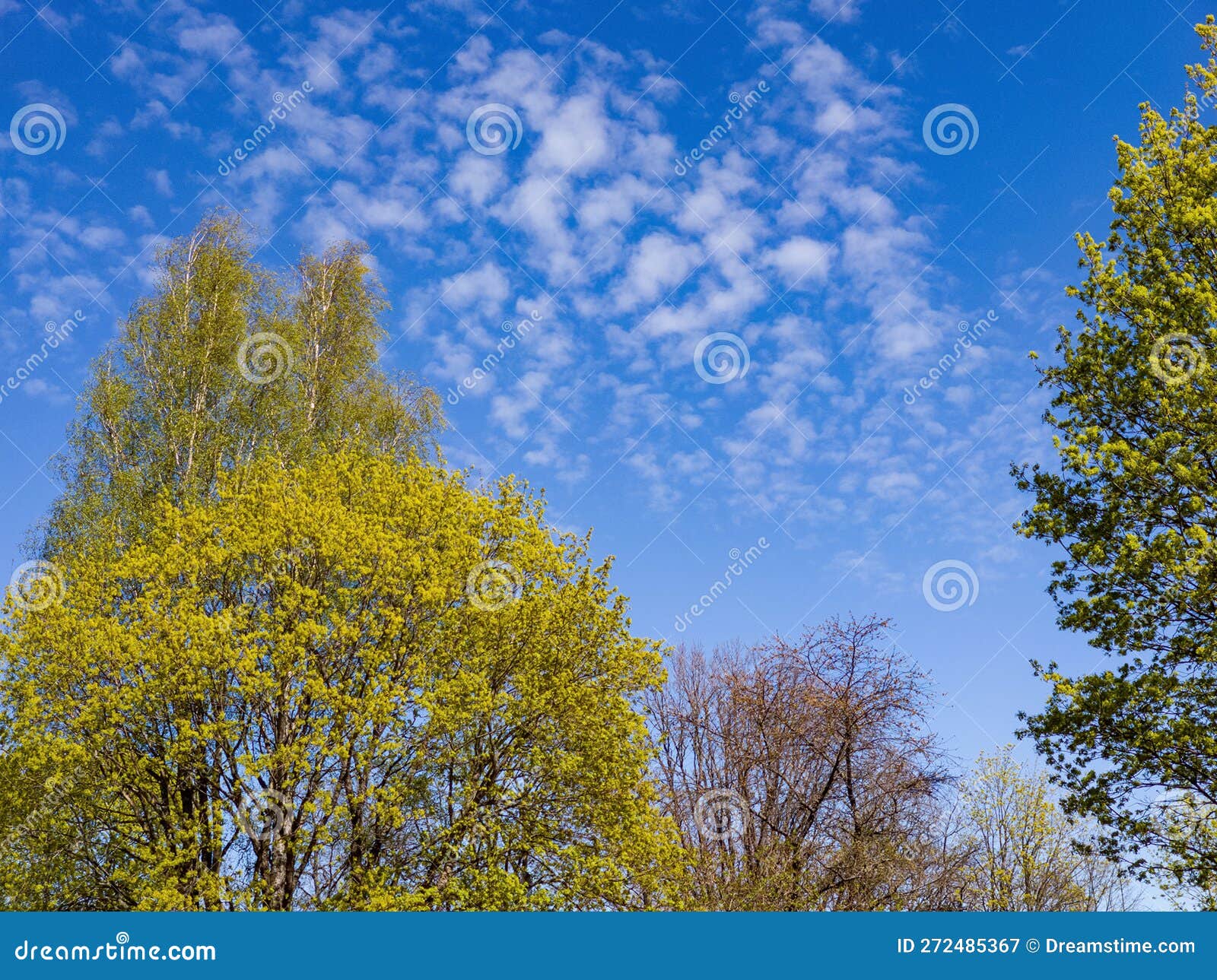 Spring or Summer Nature. Green Trees. Blue Sky on Background. Stock ...