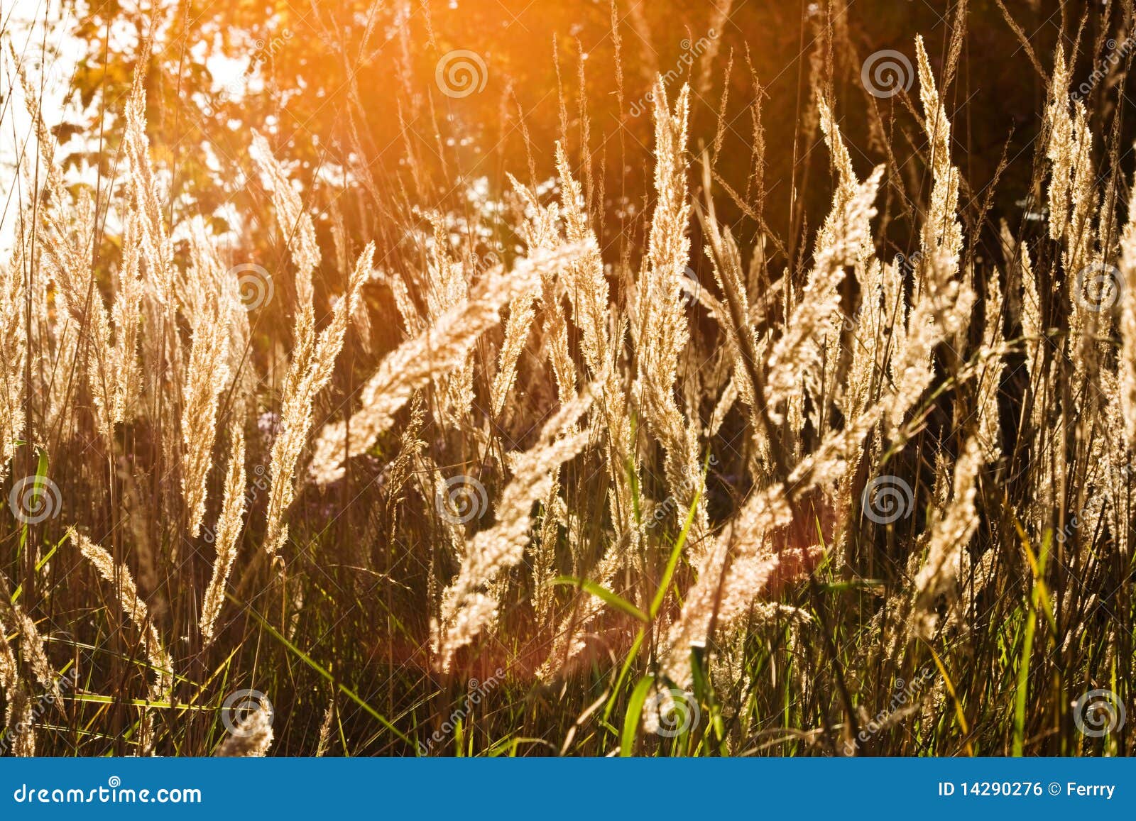 Spring/summer Nature Scene with a Sunshine Stock Photo - Image of urban ...