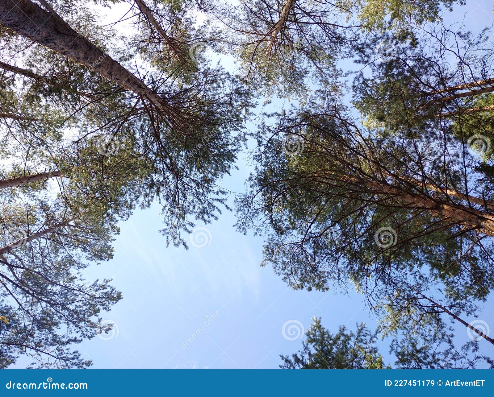 Spring Summer Sun through Canopy of Tall Trees. Sunlight in Deciduous ...
