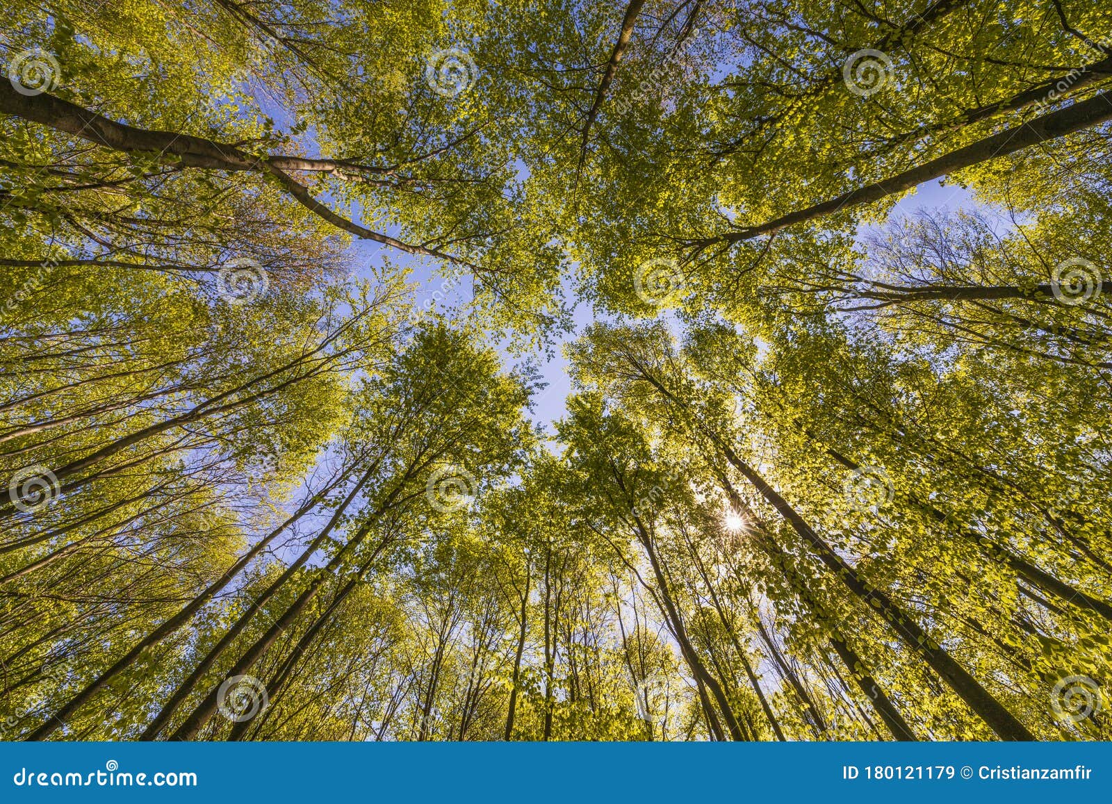 Sun Shining through Canopy of Tall Trees Stock Image - Image of wood ...