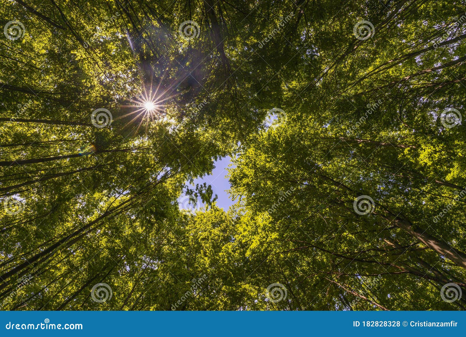 Spring Sun Shining through Canopy of Tall Trees Stock Photo - Image of ...