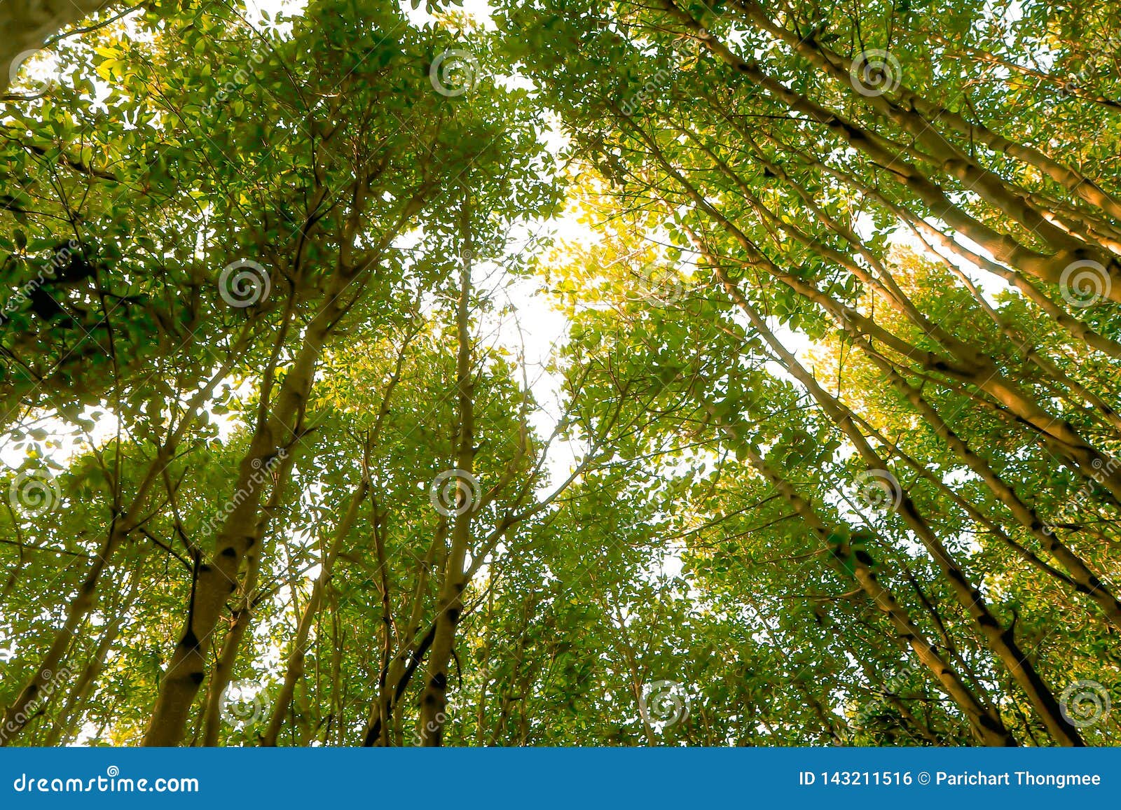 Spring Summer Sun Shining through Canopy of Tall Trees. Sunlight in ...