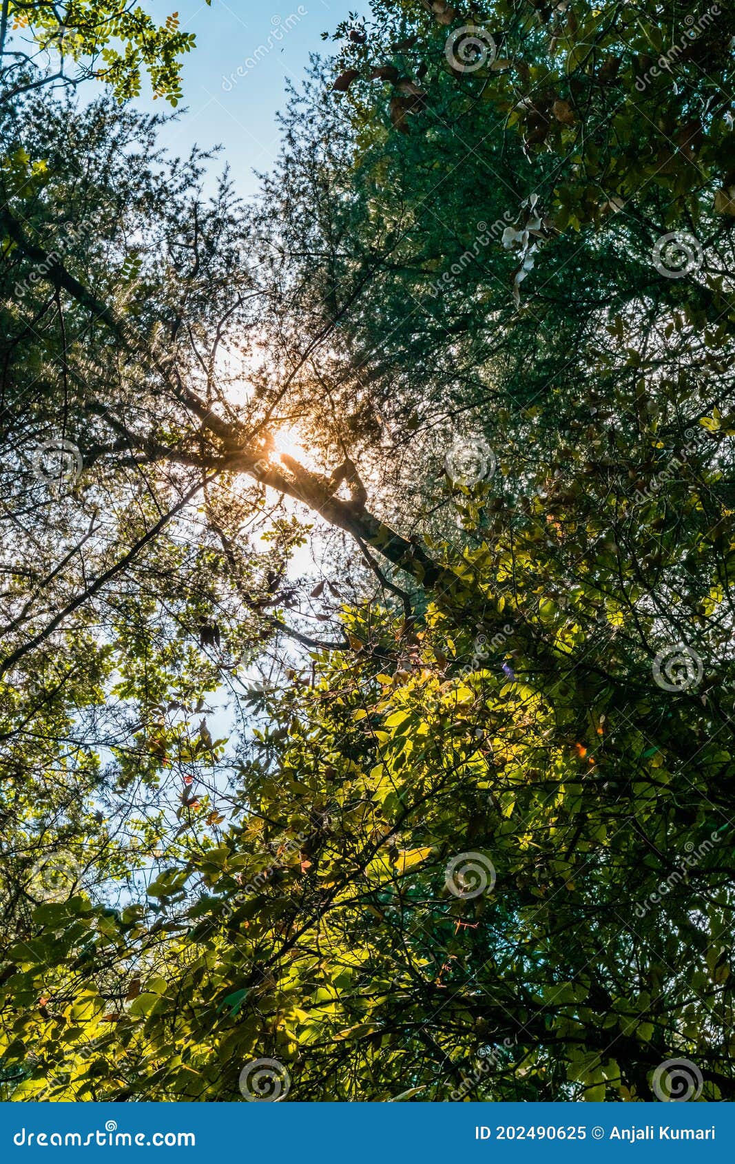 Spring Summer Sun Shining through Canopy of Tall Trees. Sunlight in ...