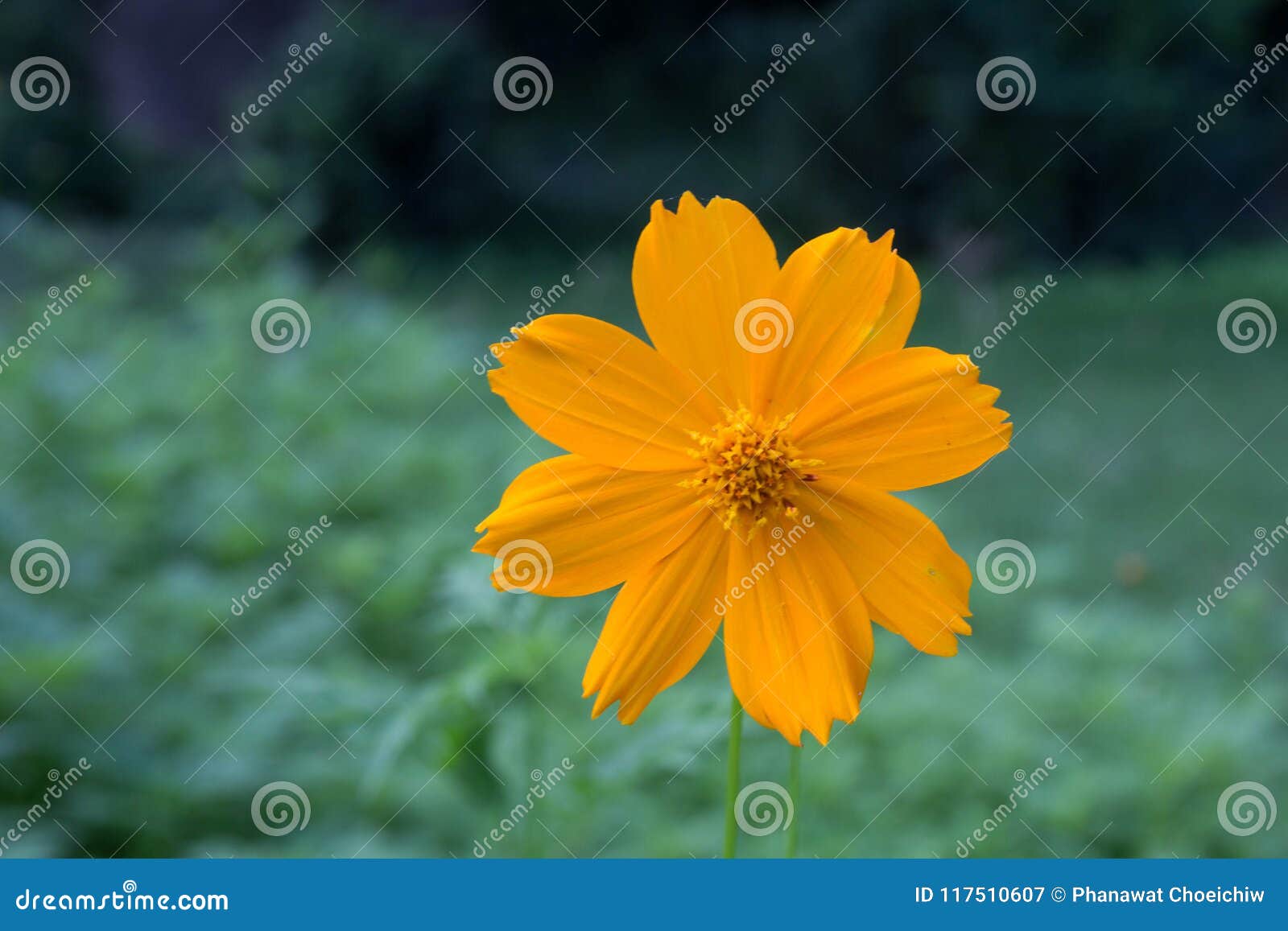 Spring Summer Sun Shining through Canopy of Tall Trees. Sunlight Stock ...