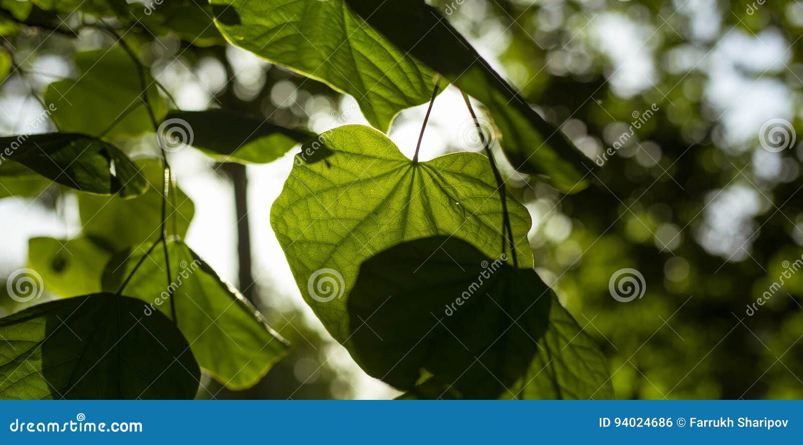Spring and Summer Sunlights Brings from Fresh Green Lieves Usefull for ...