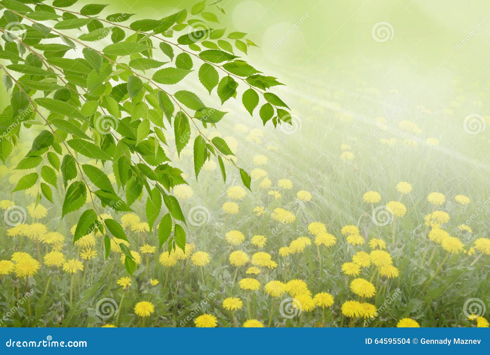 Spring or Summer Sunny Day in the Forest, Abstract Backgrounds Stock ...