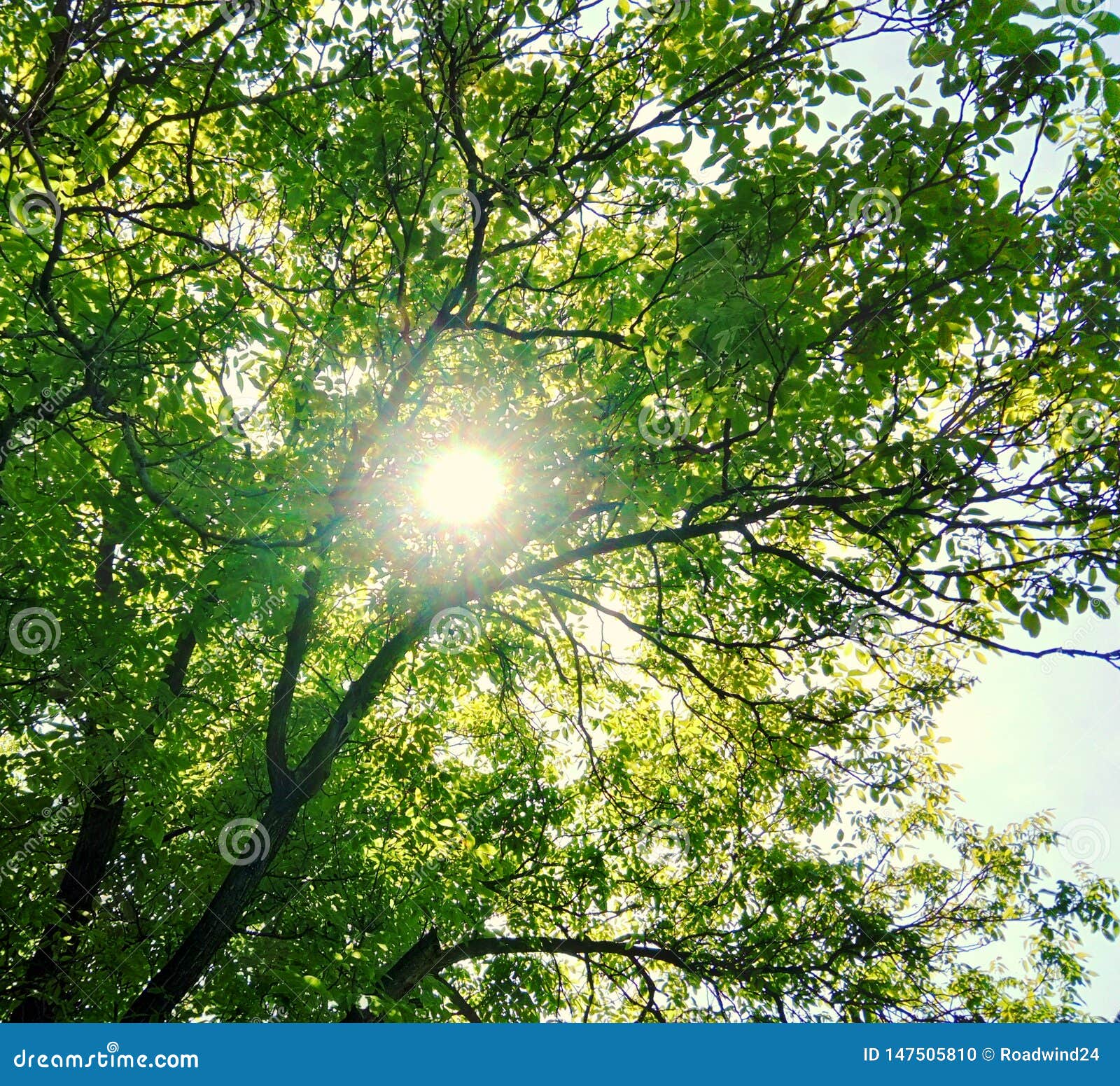 Spring Sun through Branches Stock Photo - Image of shinning, tree ...