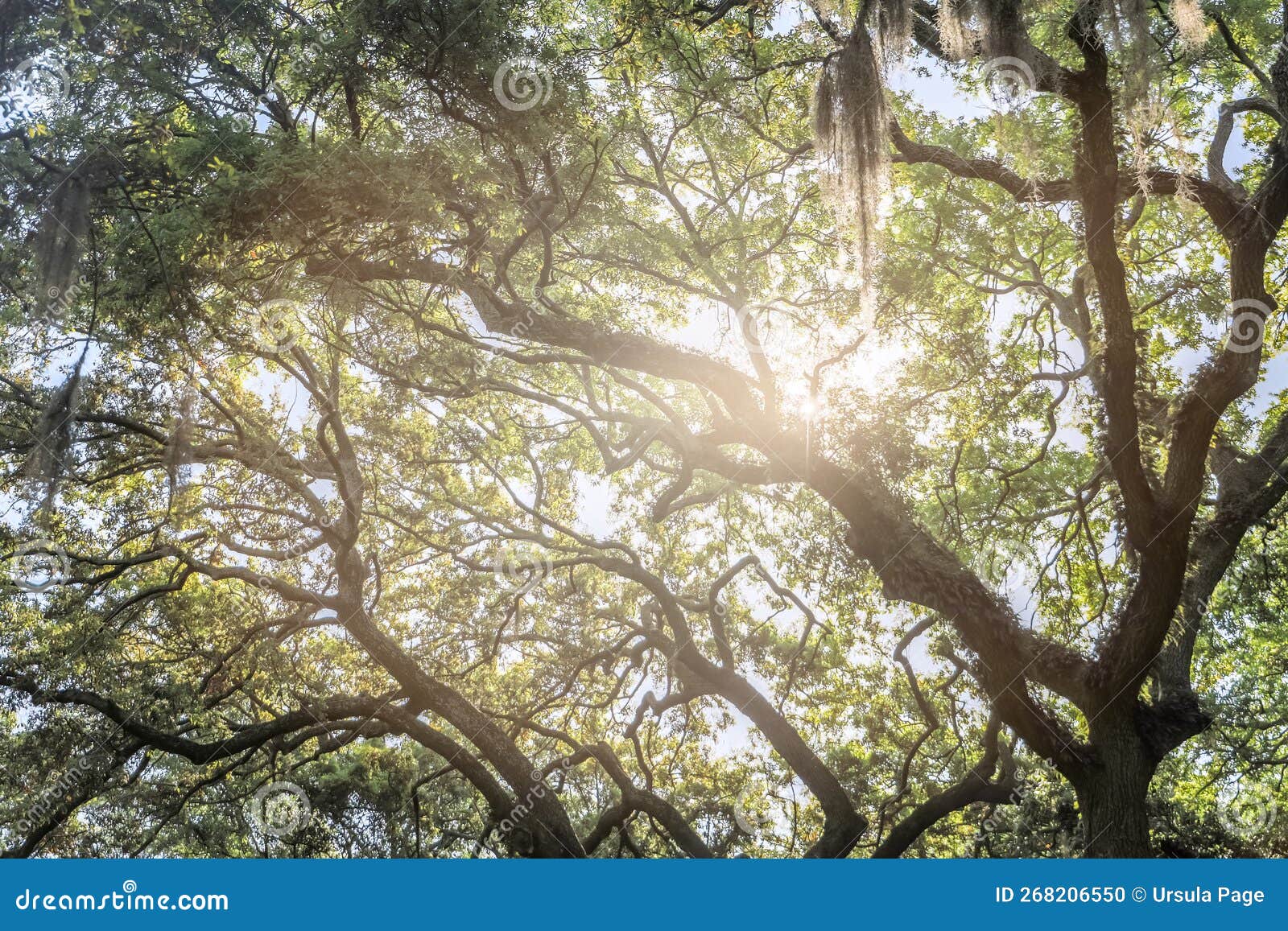 The Spring Sun Coming in through the Trees with a View from Below Stock ...