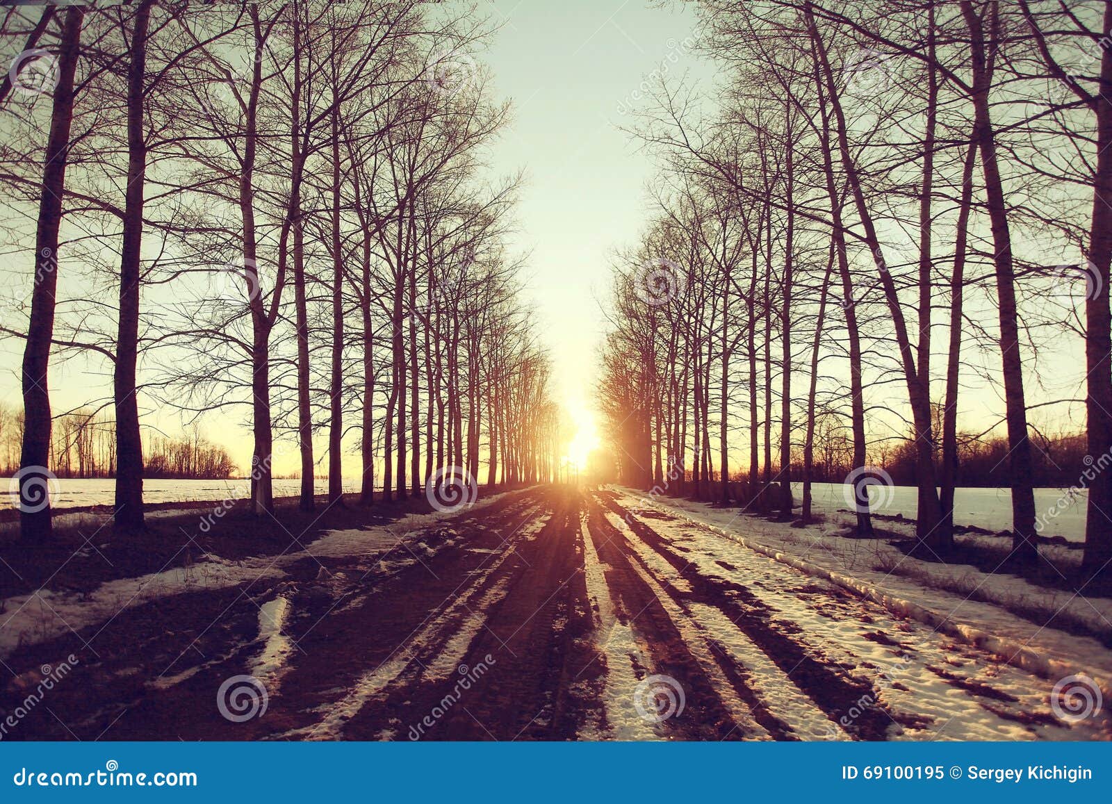 Spring Sun Forest Landscape Stock Image - Image of natural, nature ...