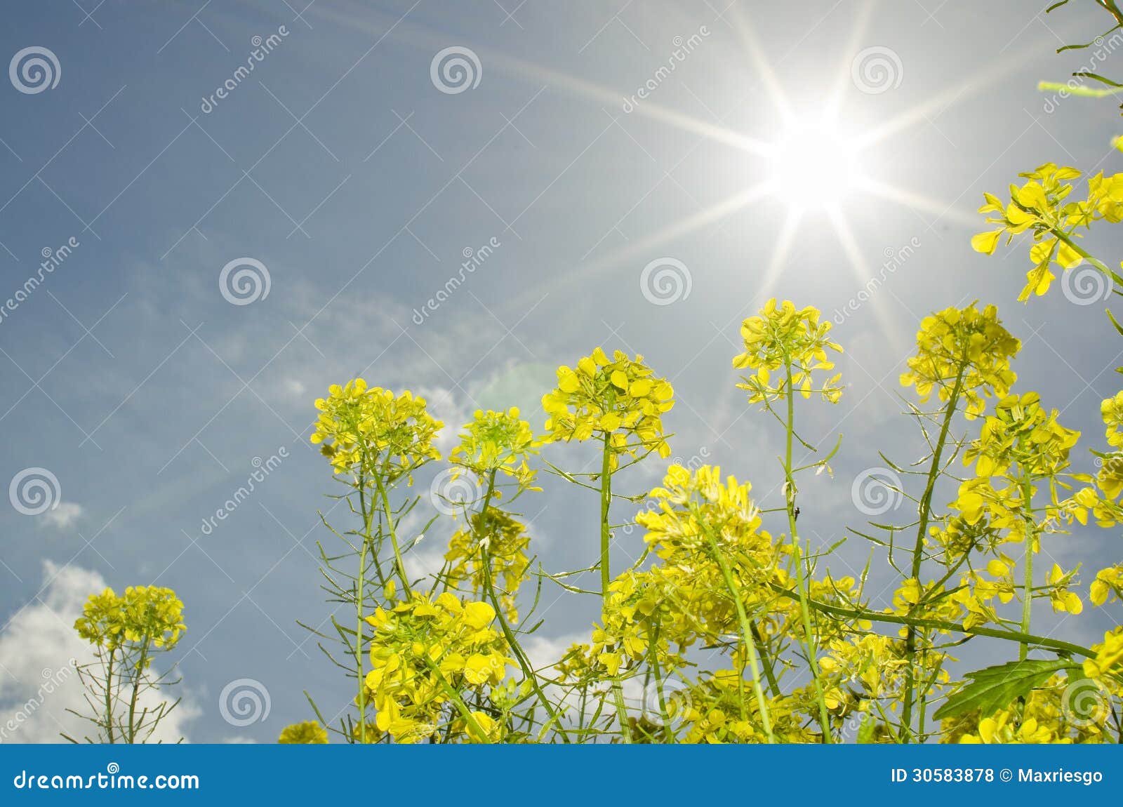 Spring sun light stock photo. Image of shine, sinapis - 30583878