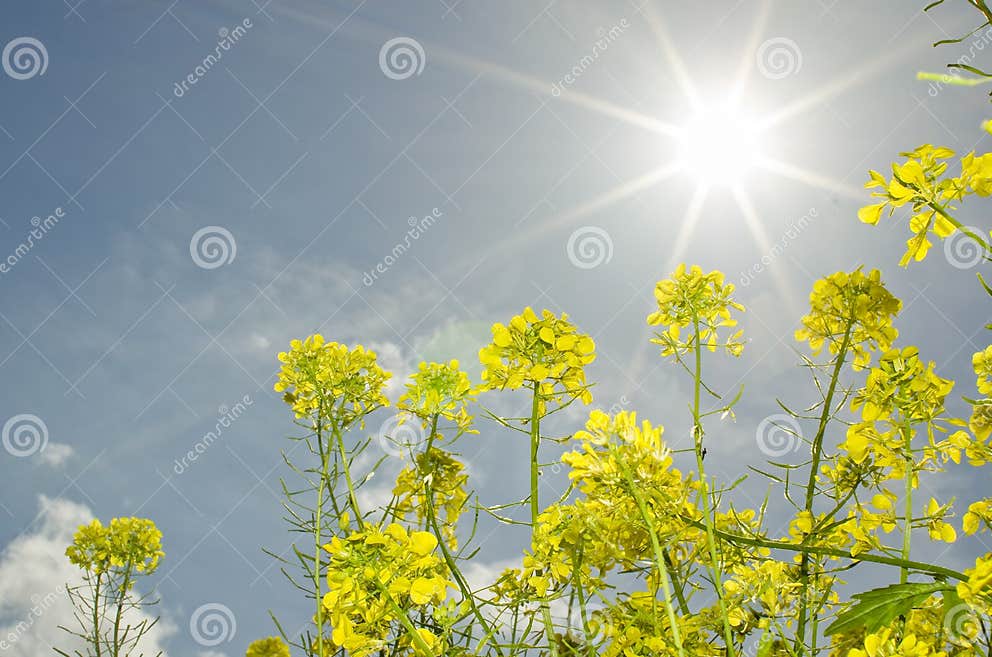 Spring sun light stock photo. Image of shine, sinapis - 30583878