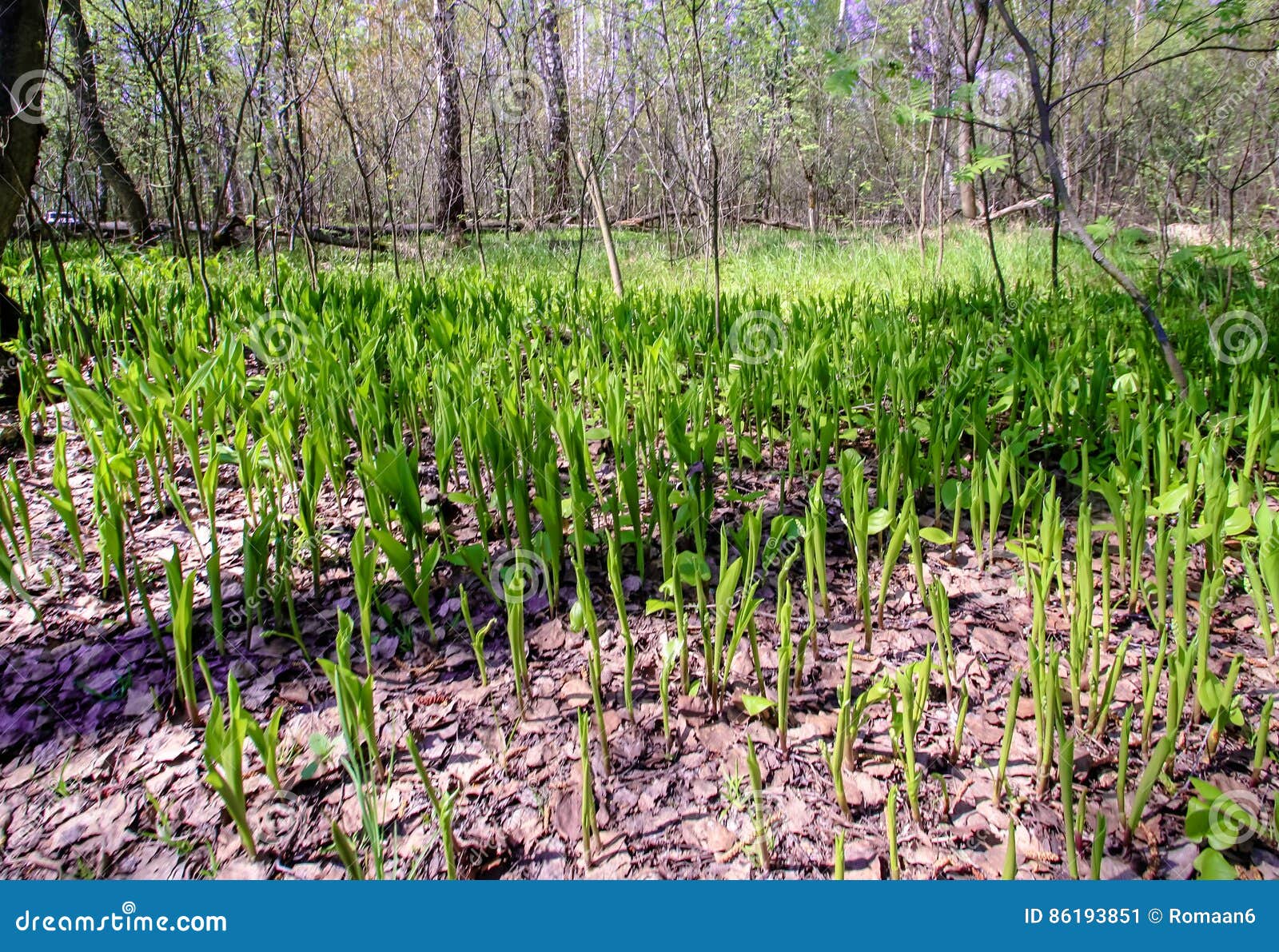 Spring Sun Magic Bright Forest Beautiful Lily of the Valley Stock Image ...