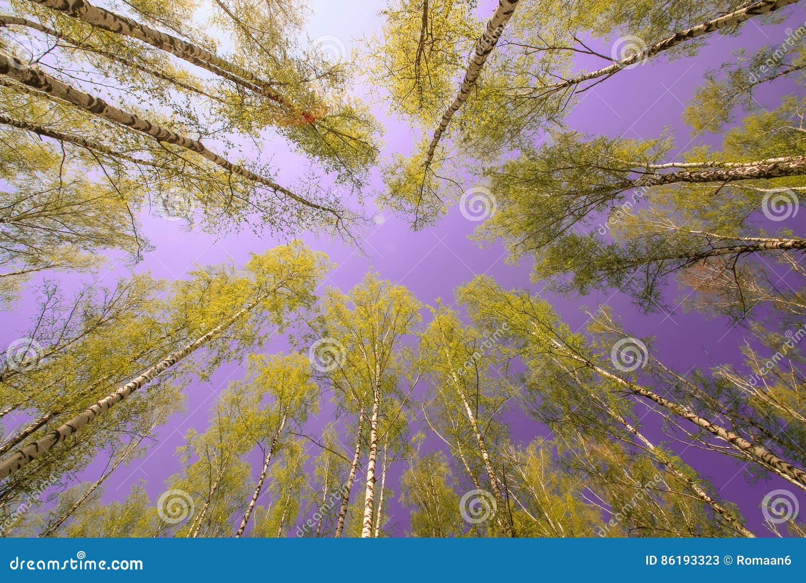 Spring Sun Magic Bright Forest Beautiful Sunny Blue Sky Stock Image ...
