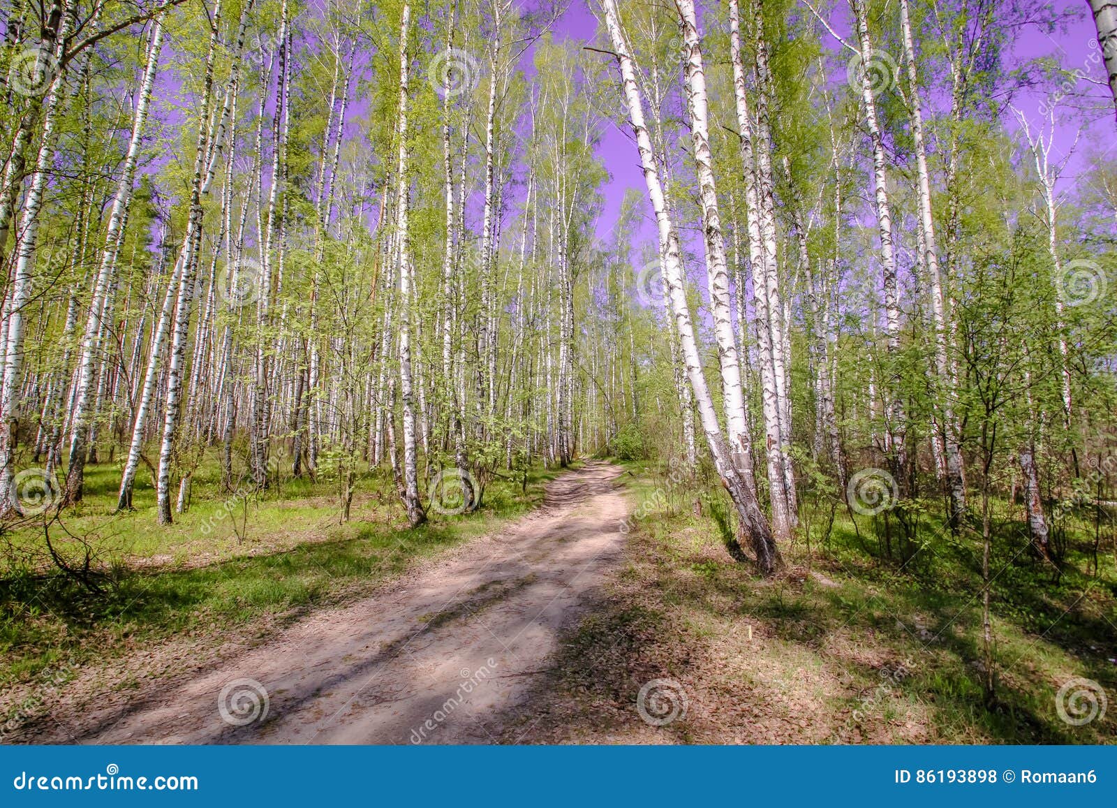 Spring Sun Magic Bright Forest Beautiful Sunny Blue Sky Stock Photo ...