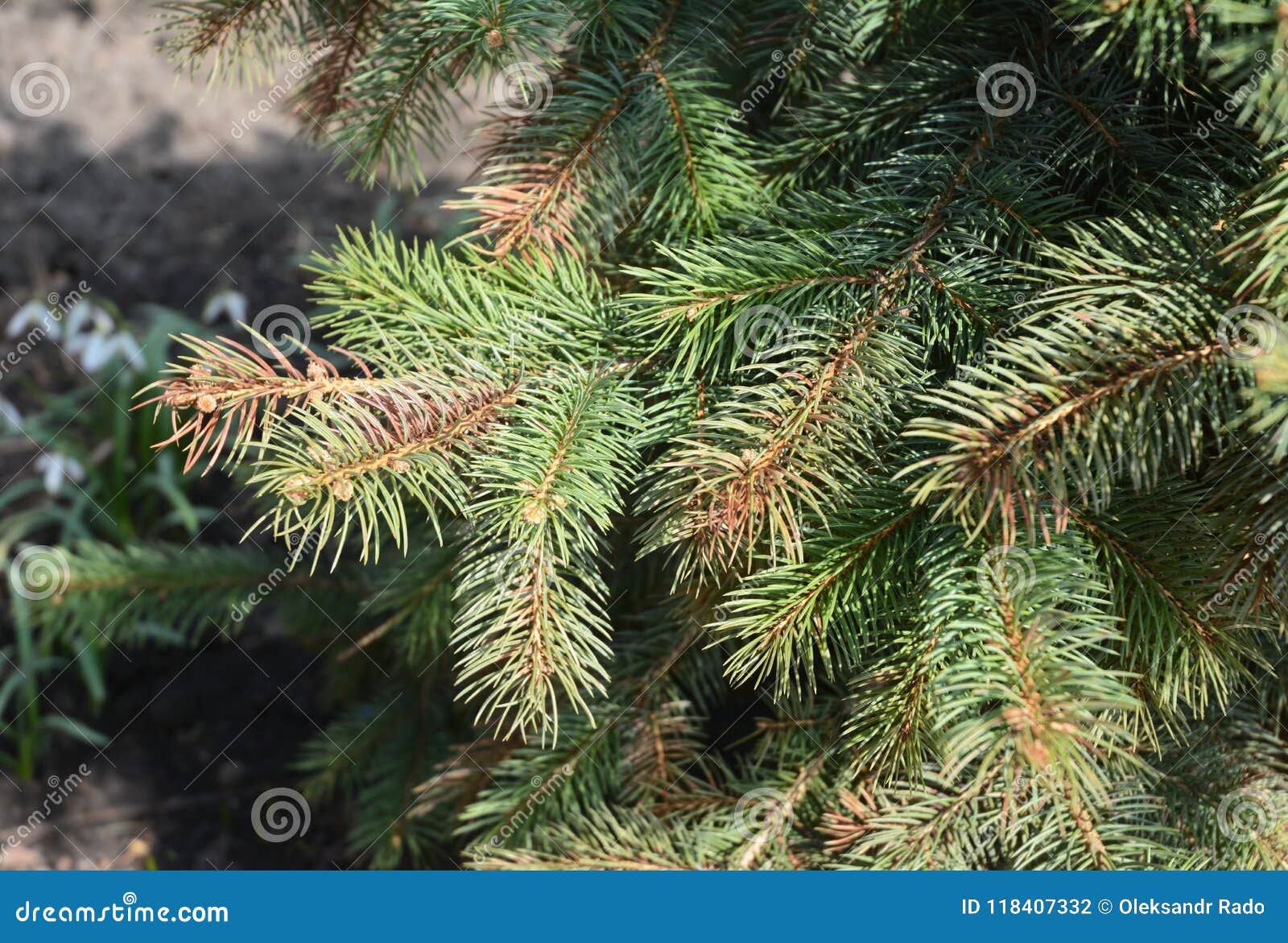 Spring Sun Scald on Evergreen Tree, Blue Spruce. Stock Photo - Image of ...
