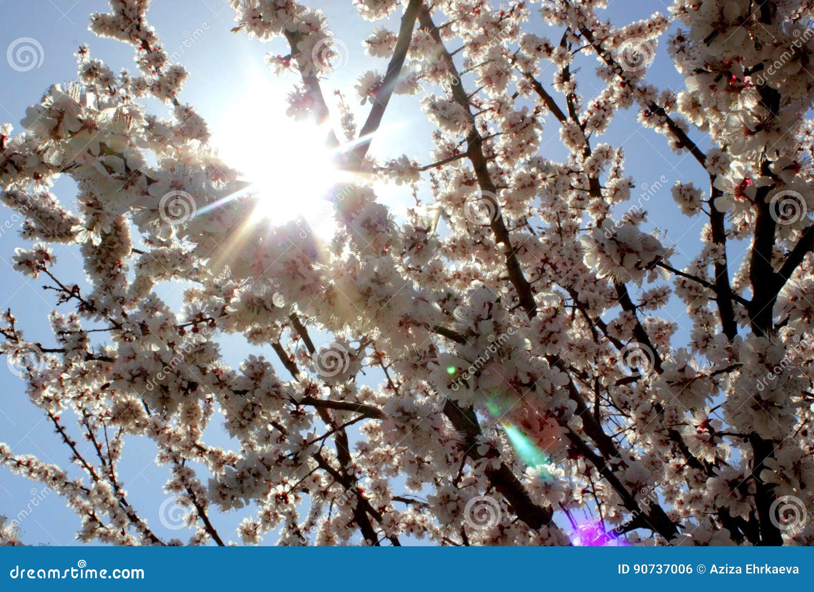 The spring sun . stock photo. Image of blossoming, white - 90737006