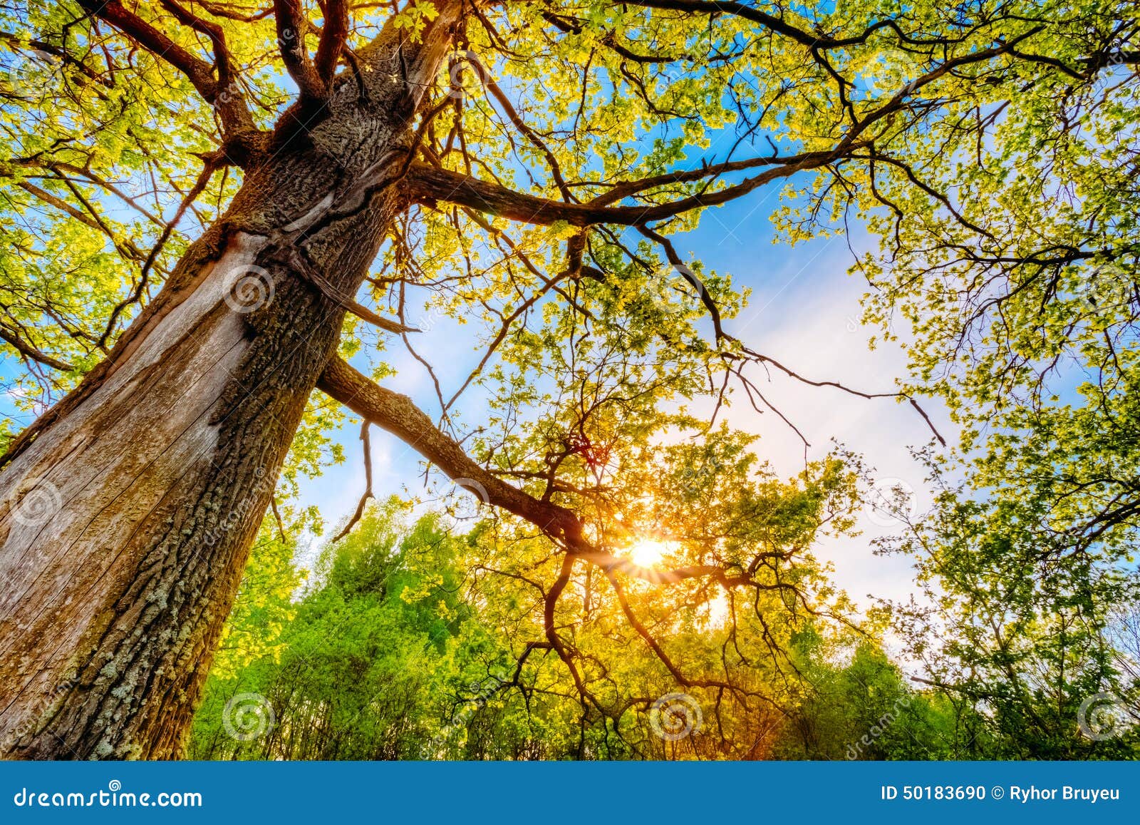Spring Sun Shining through Canopy of Tall Oak Stock Photo - Image of ...
