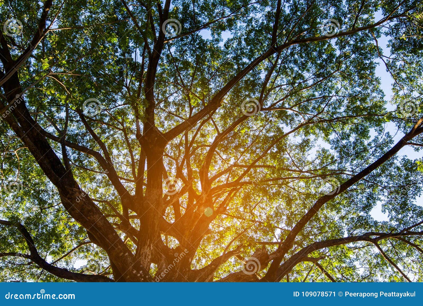 Spring Sun Shining through Canopy of Tall Tree. Stock Image - Image of ...