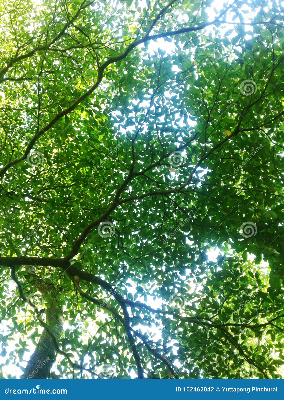 Spring Sun Shining through Canopy of Tall Tree. Sunlight in Deciduous ...
