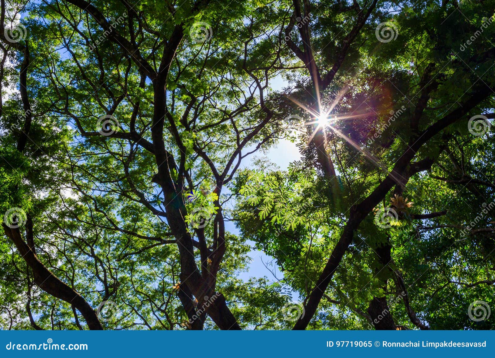 Spring Sun Shining through Canopy of Tall Tree Stock Image - Image of ...