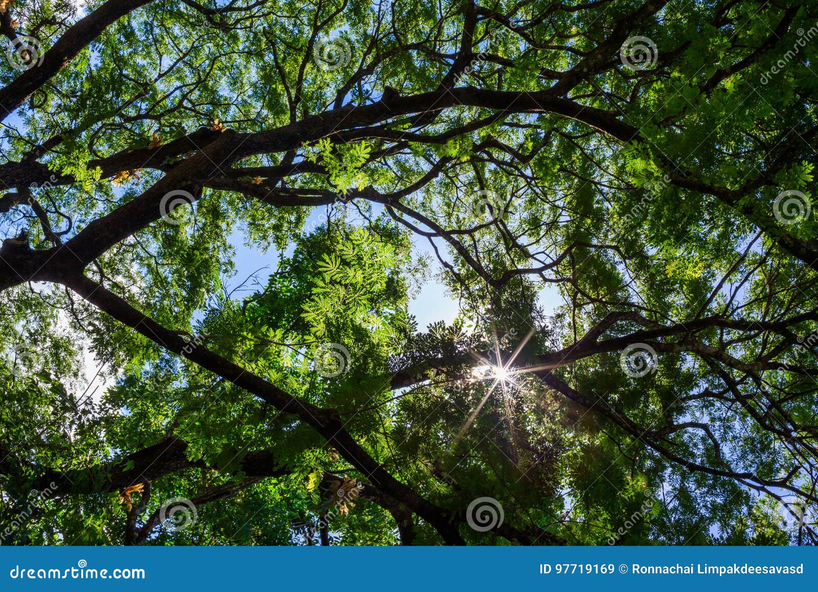 Spring Sun Shining Through Canopy Of Tall Tree Stock Image ...