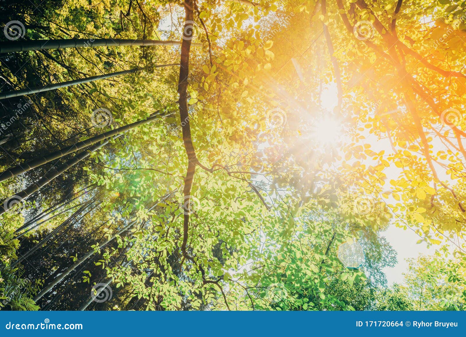 Spring Sun Shining through Canopy of Tall Trees. Sunlight in Tropical ...