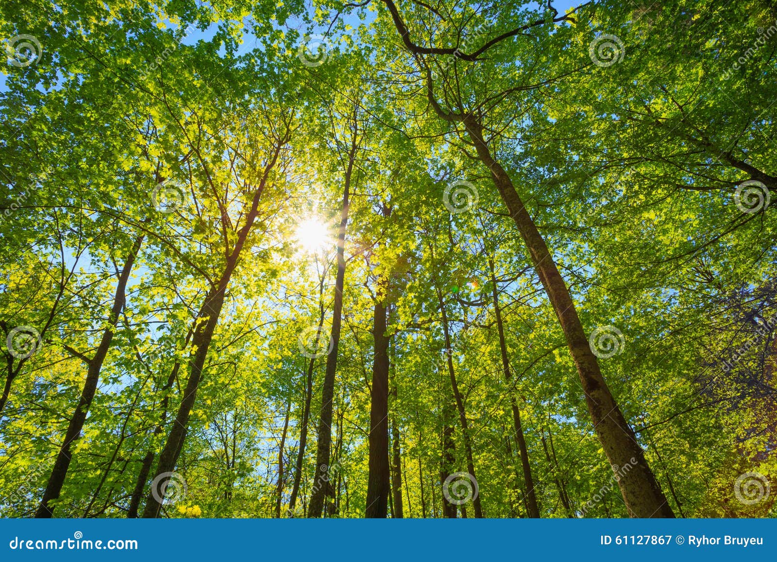 Spring Sun Shining through Canopy of Tall Trees Stock Image - Image of ...