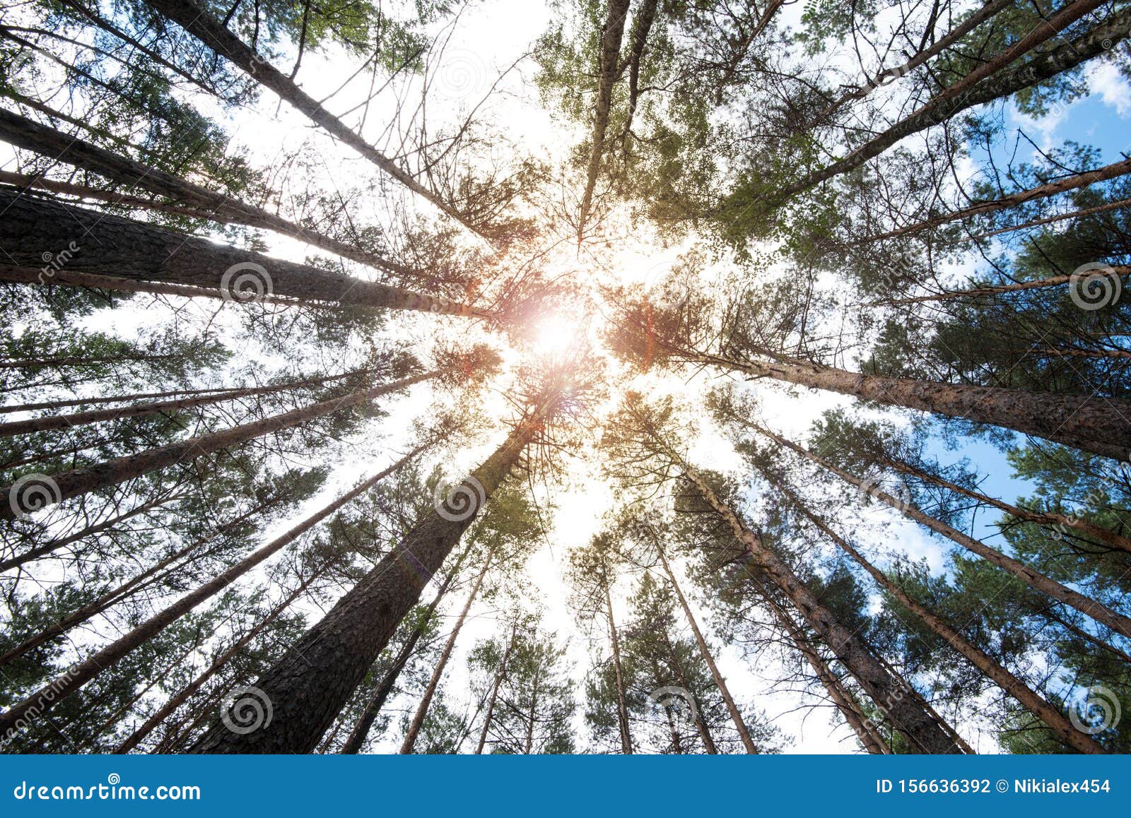 Spring Sun Shining through Canopy of Tall Trees Woods. Sunlight in ...