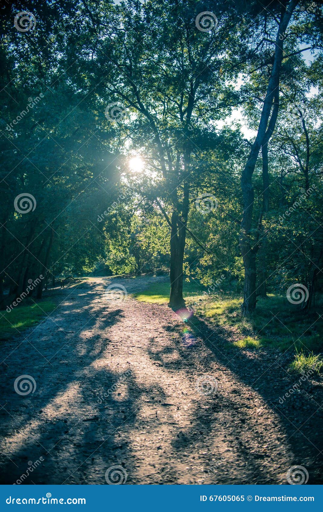 Spring Sun Shining through Green Forest Stock Image - Image of green ...