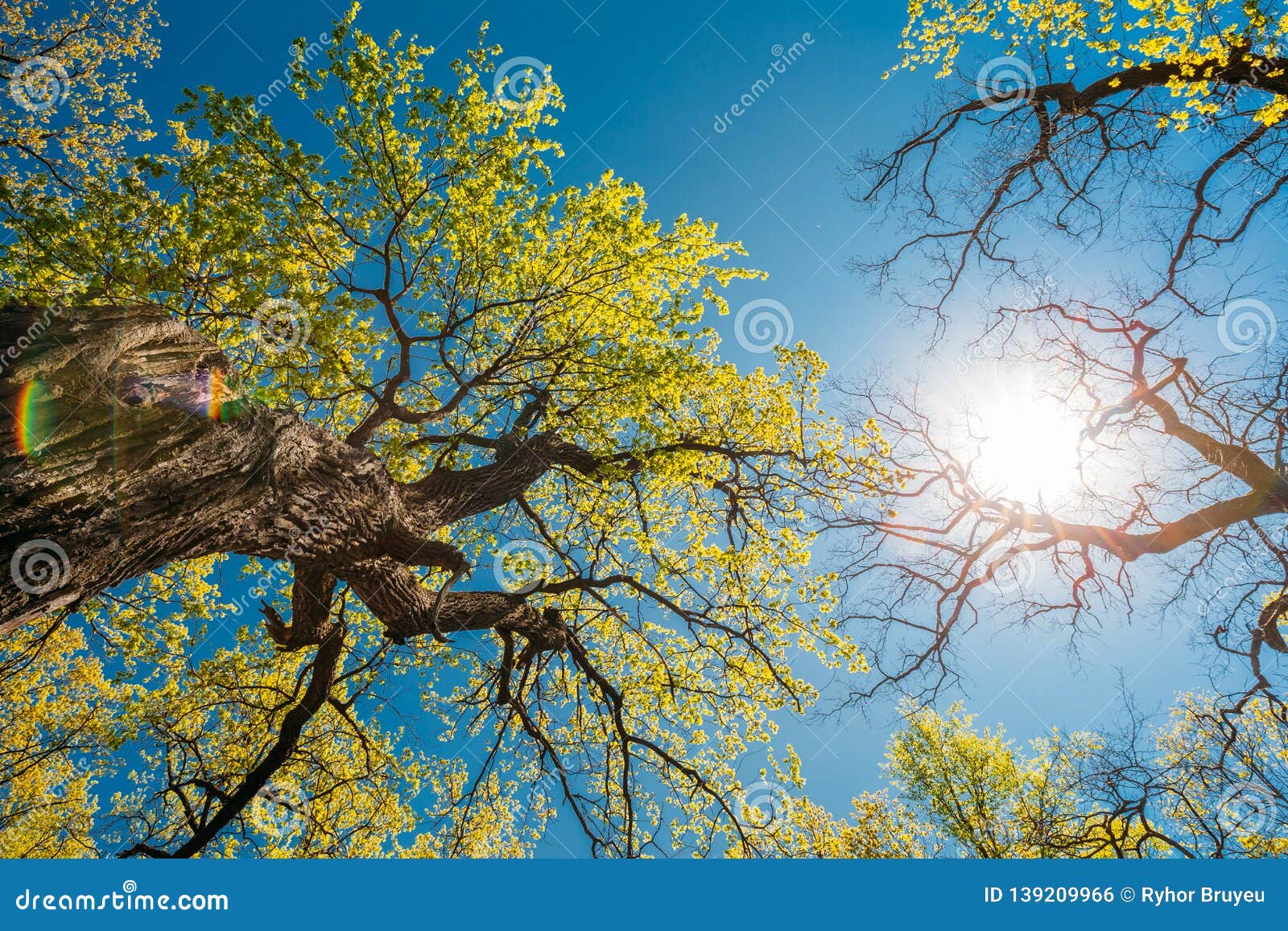 Spring Sun Shining through Tall Trees. Tree with Young Small Foliage ...