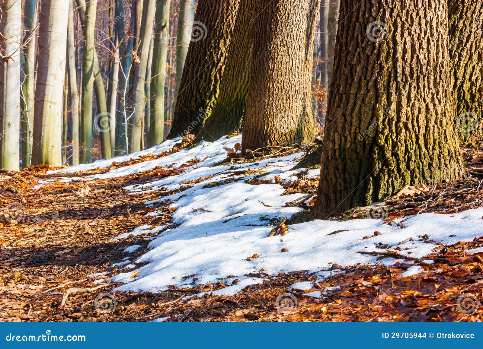 Spring thaw stock photo. Image of tree, nature, april - 29705944