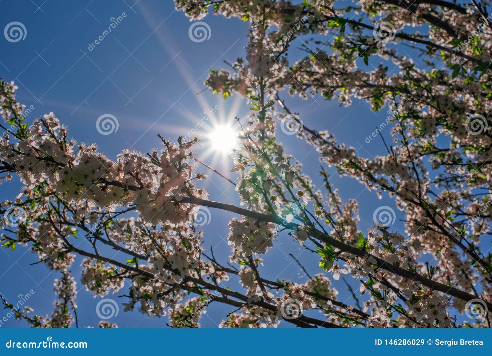 Spring sun star stock image. Image of branch, forest - 146286029