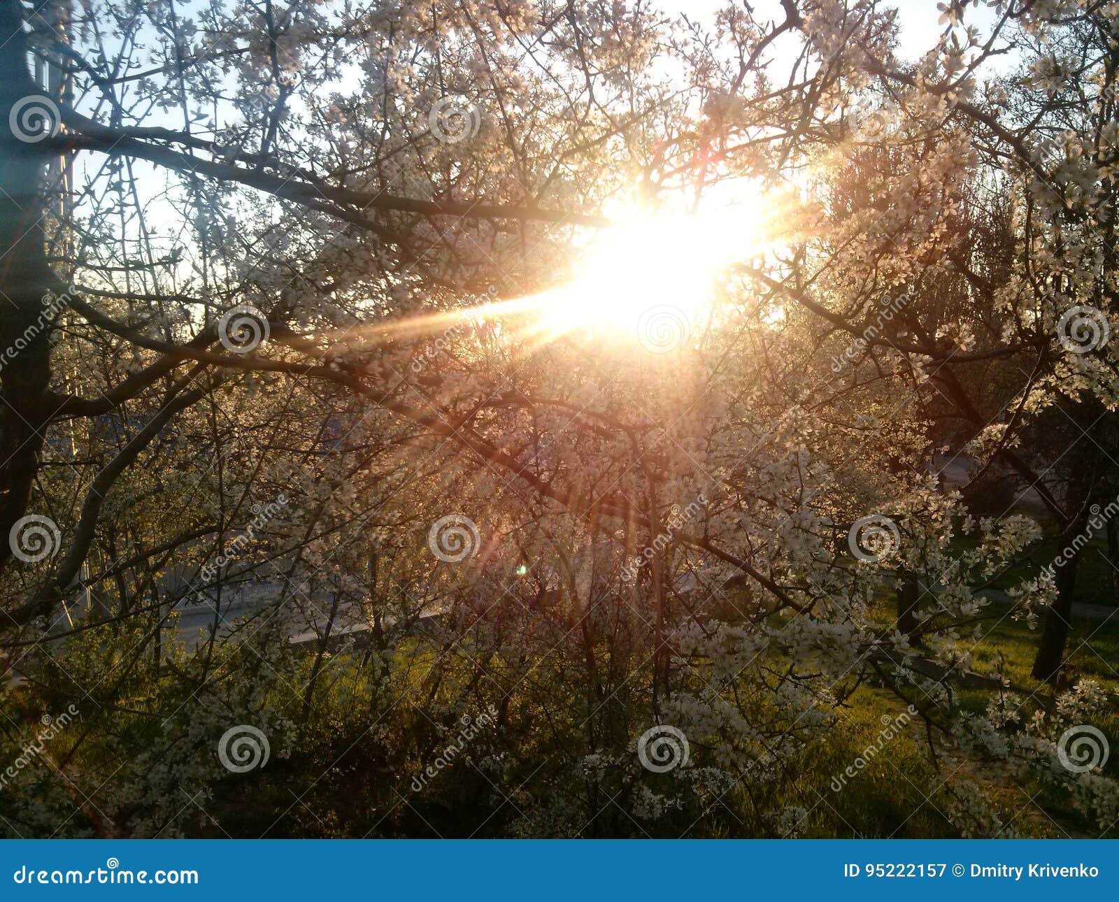 Spring stock image. Image of flower, plums, tree, spring - 95222157