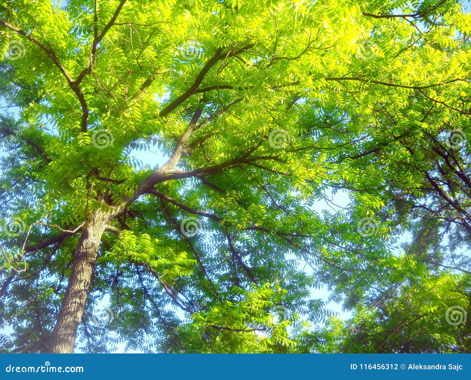 Spring Sundance in Tree Tops Stock Photo - Image of central, color ...