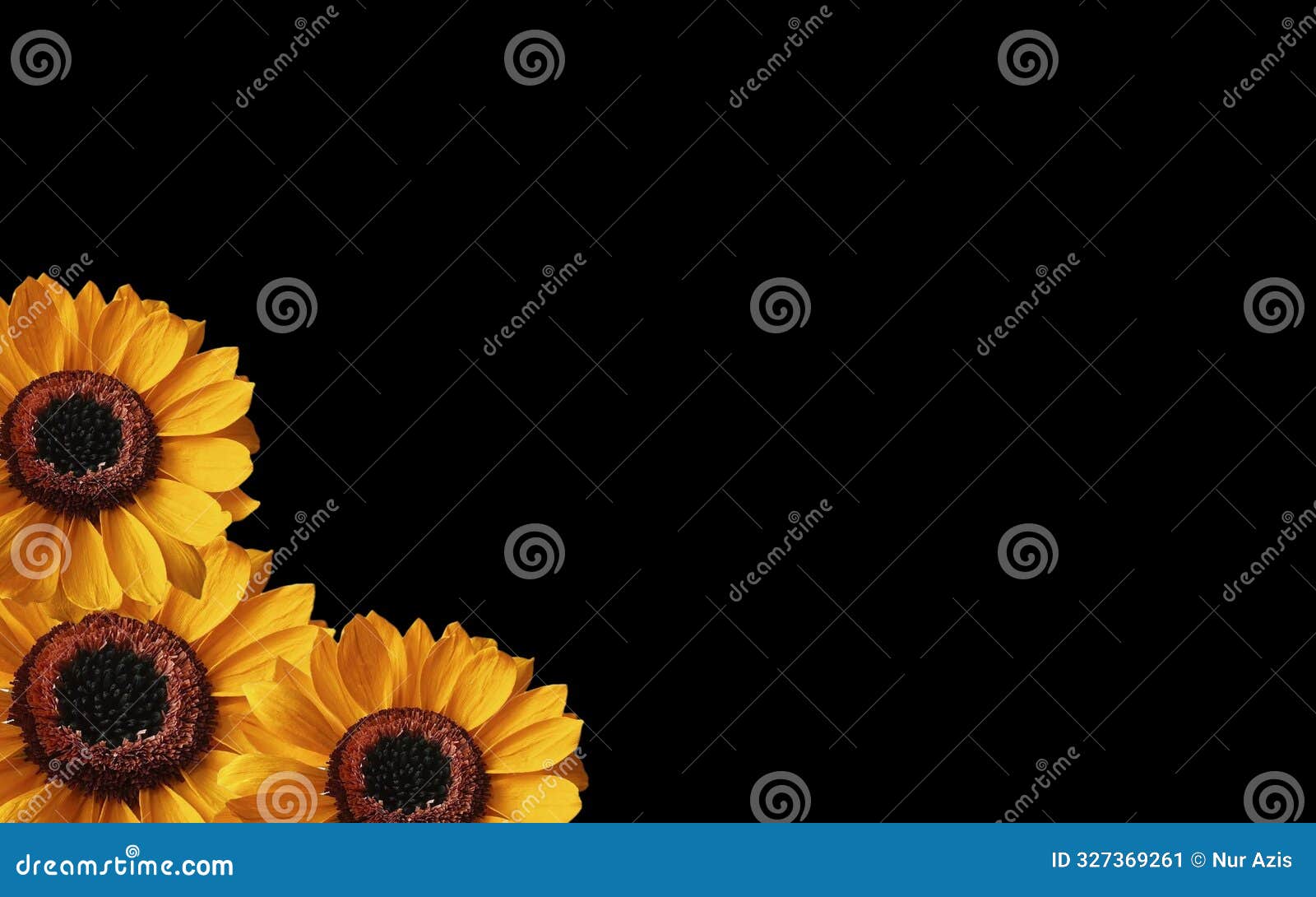 Spring Sunflower with Border Frame. Floral Banner Border Copy Space ...